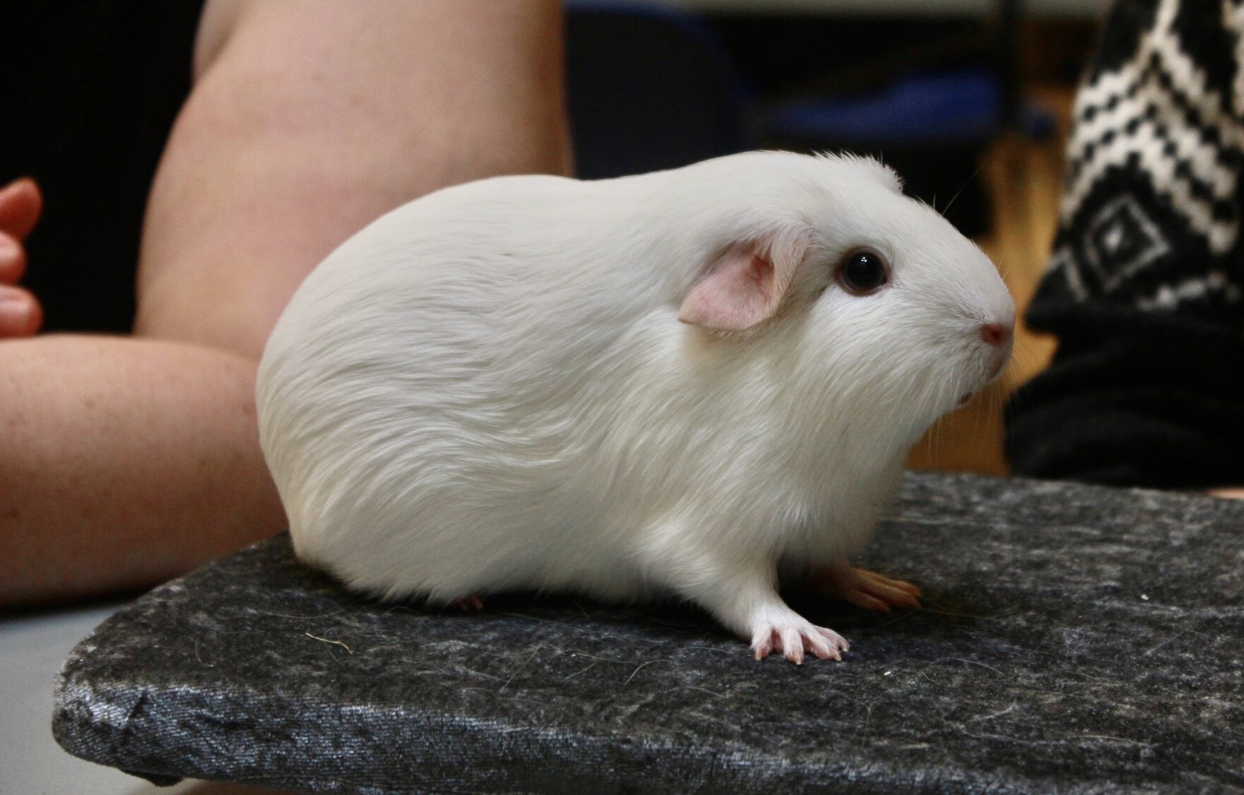 Om marsvin - Dansk Marsvineklub