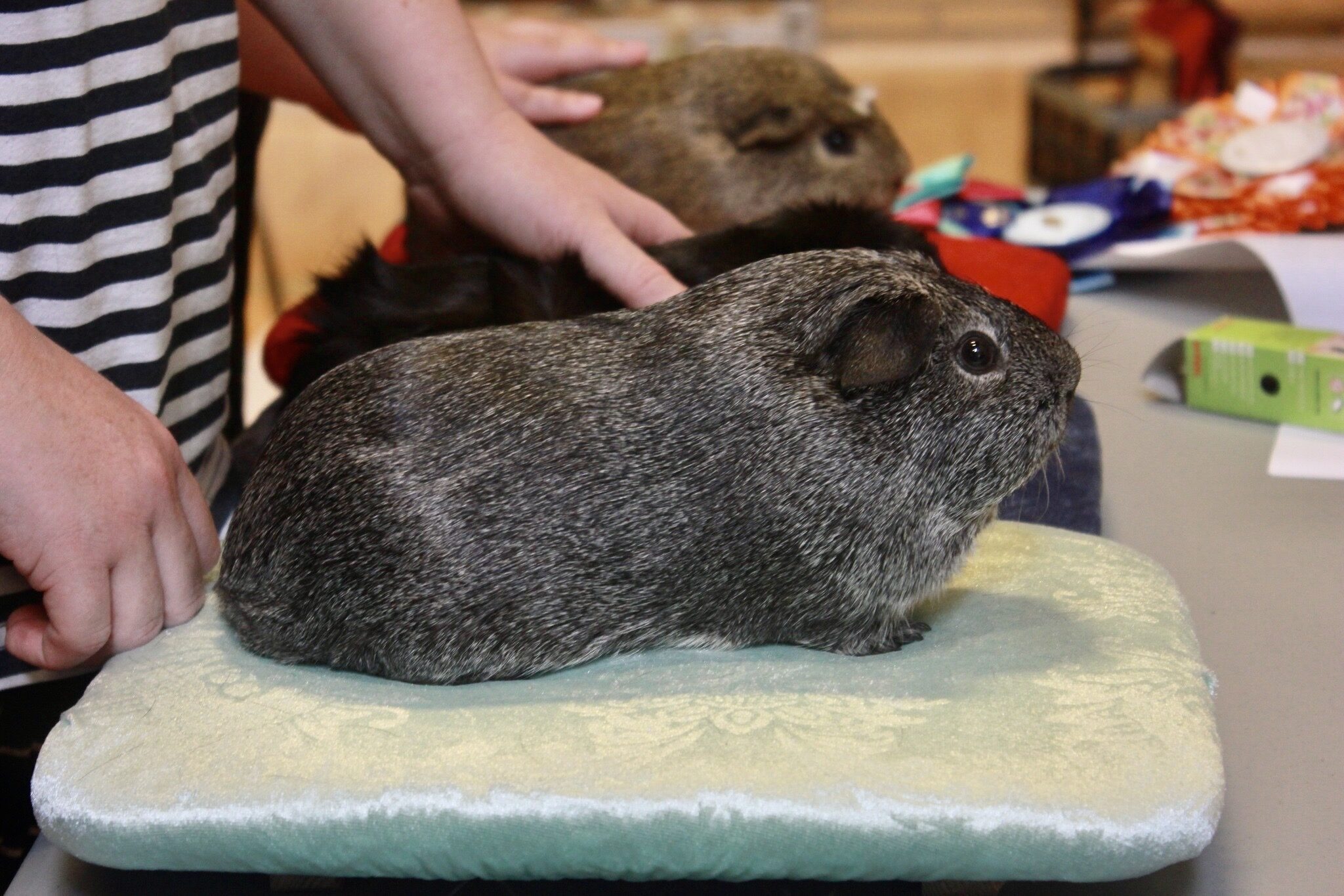 Gamle marsvin - Dansk Marsvineklub