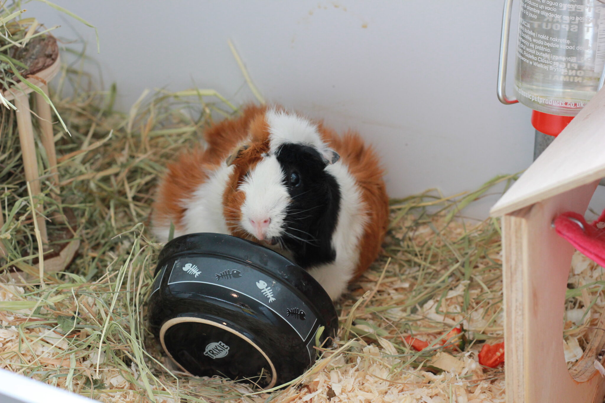 Om marsvin - Dansk Marsvineklub