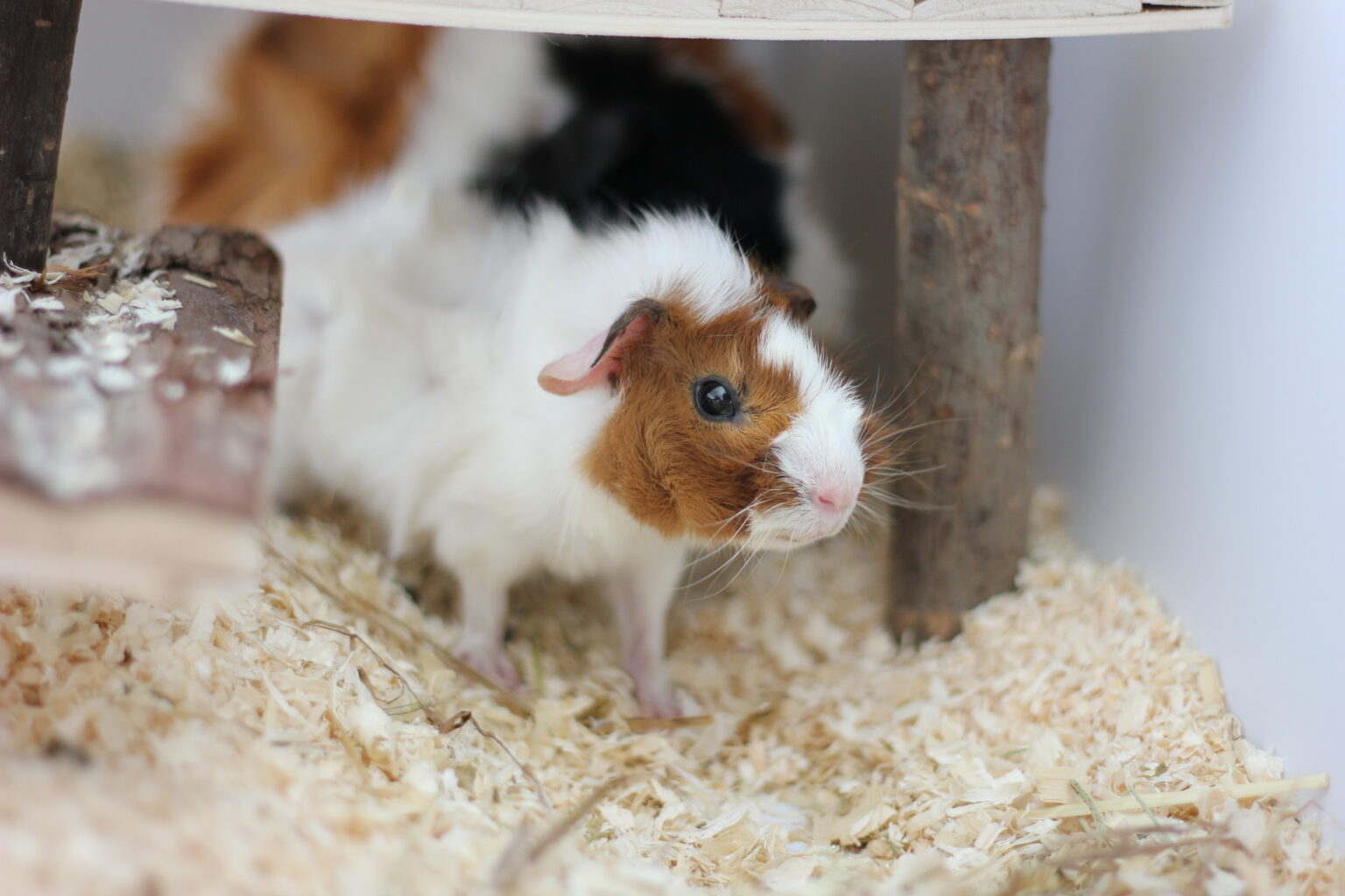 Mine første marsvin-guide - Dansk Marsvineklub