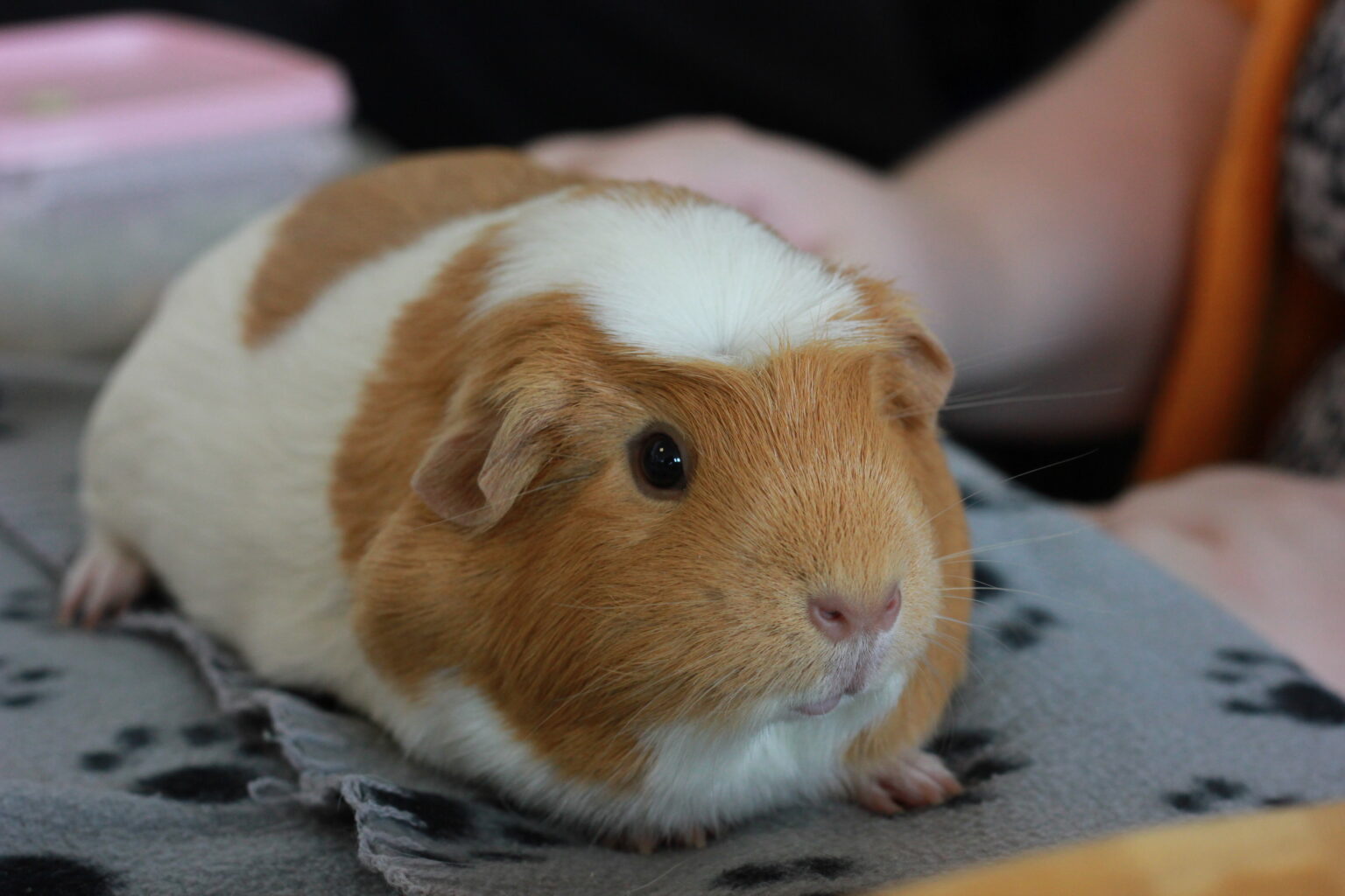 Om marsvin - Dansk Marsvineklub