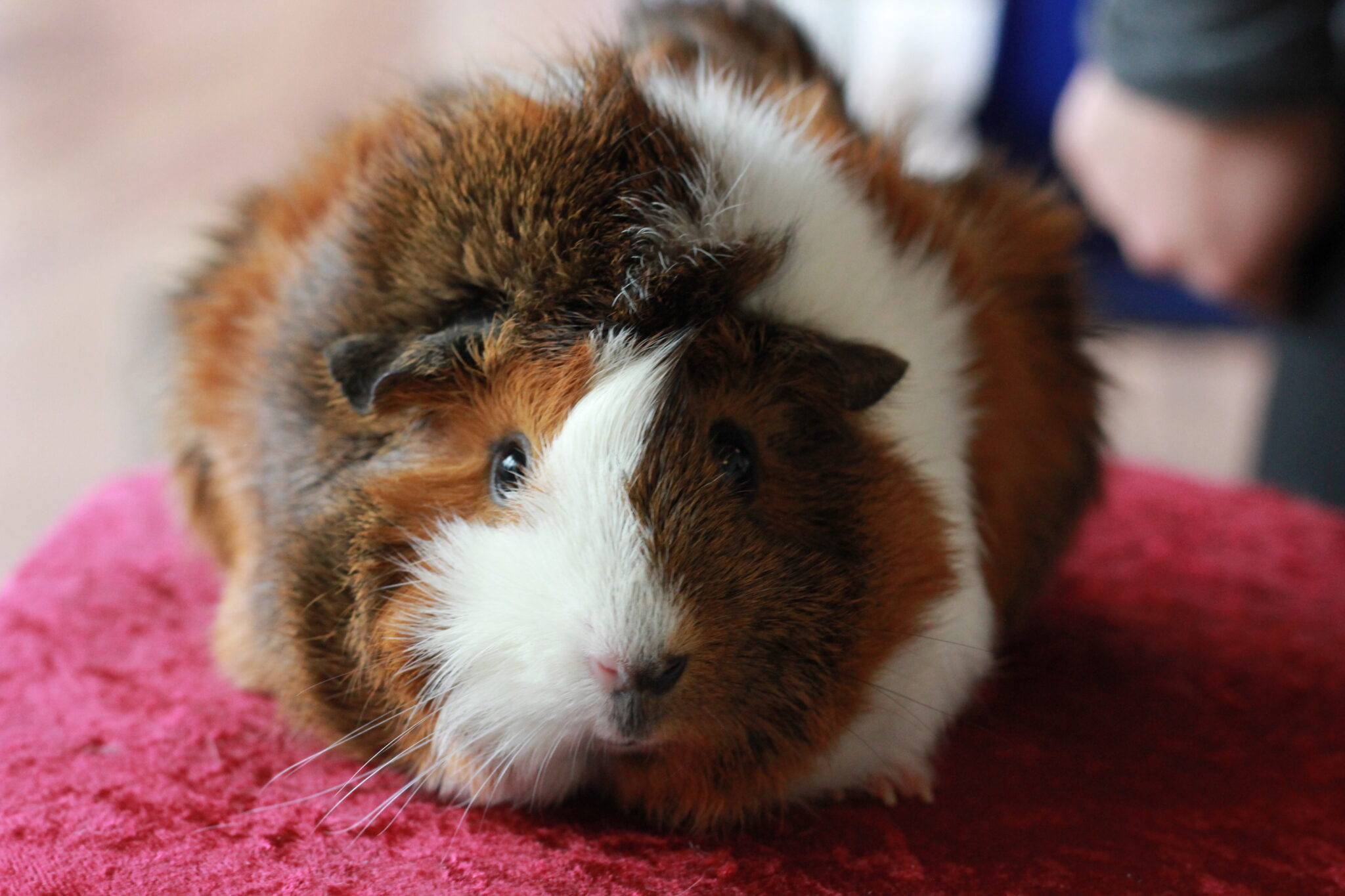 Om marsvin - Dansk Marsvineklub