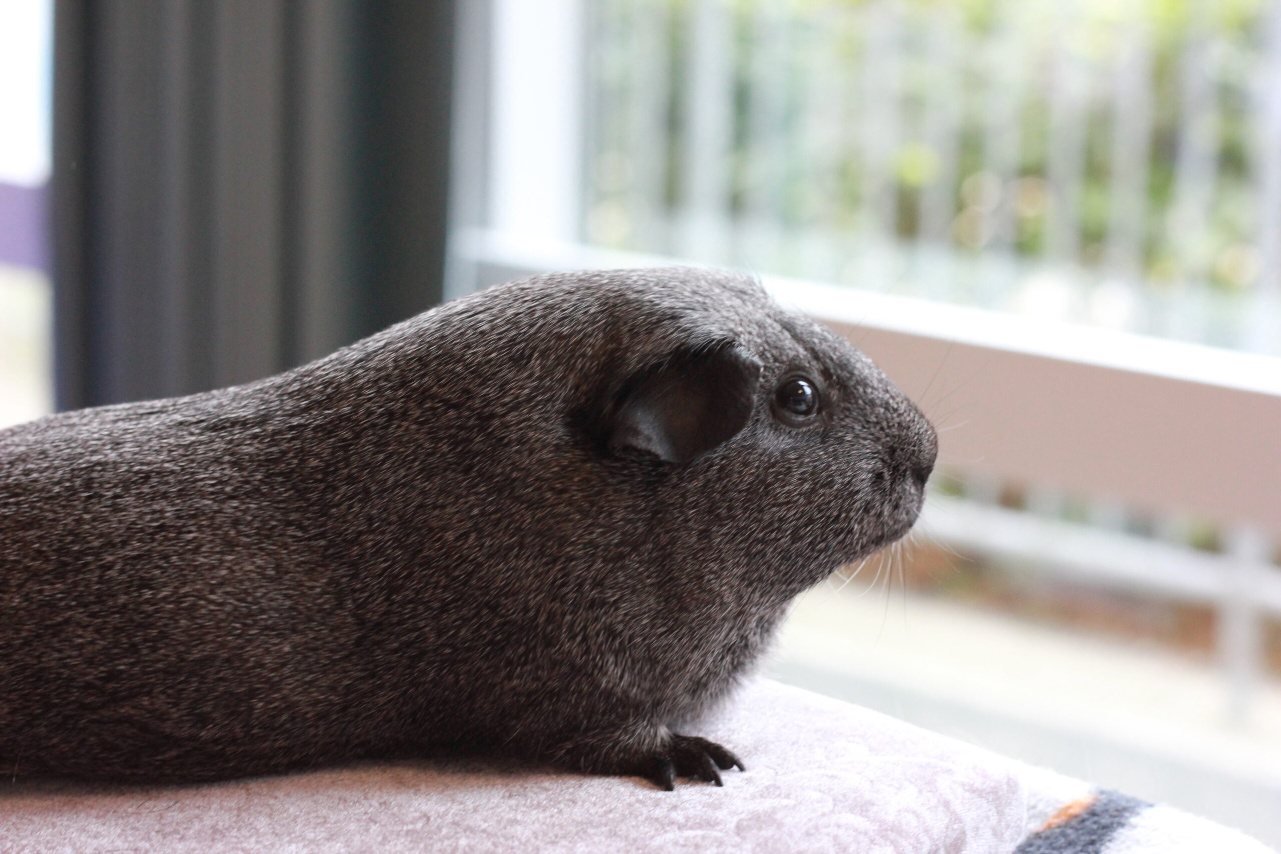 Marsvin til salg - Af opdrættere under Dansk Marsvineklub