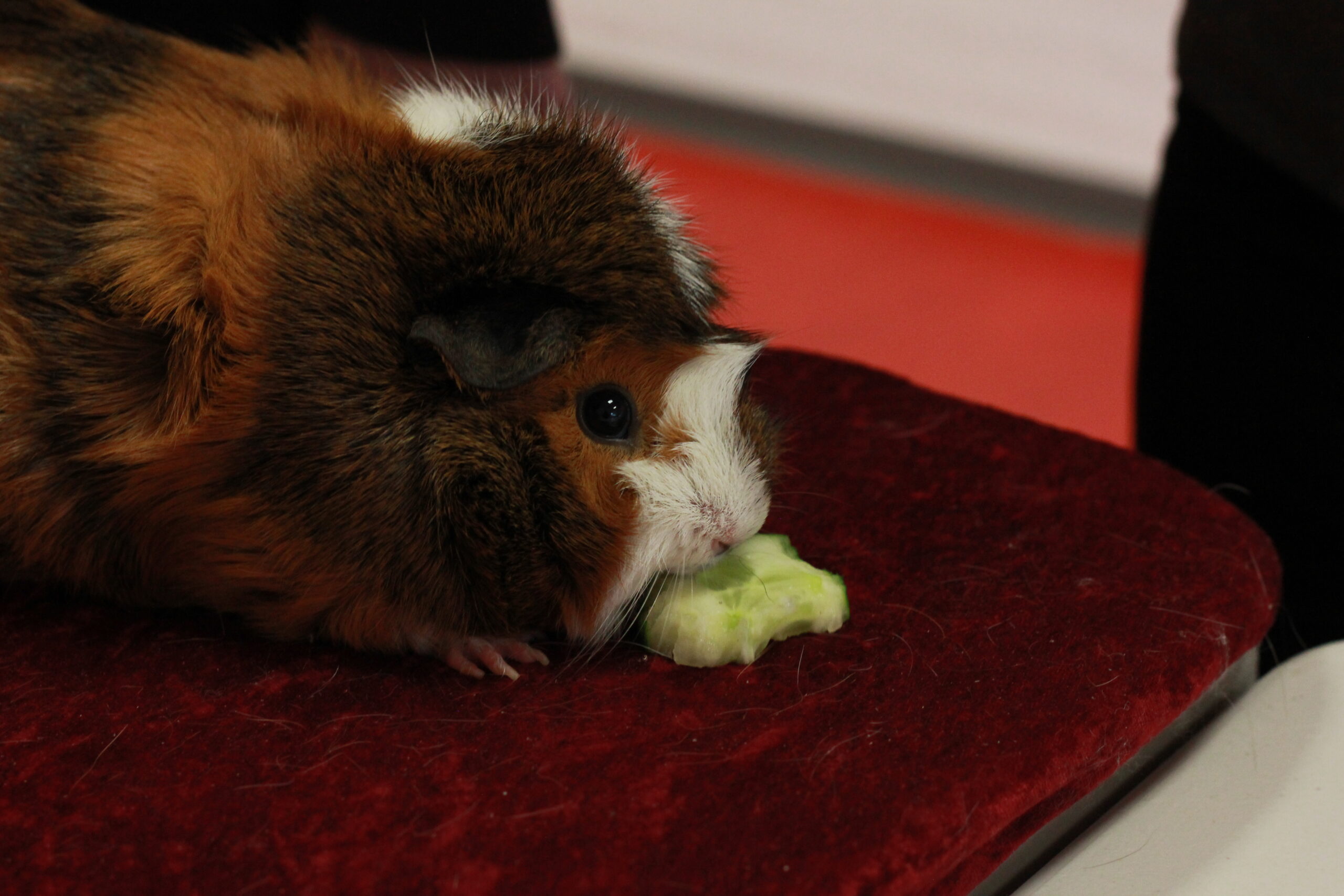 Marsvin og c-vitamin - Dansk Marsvineklub