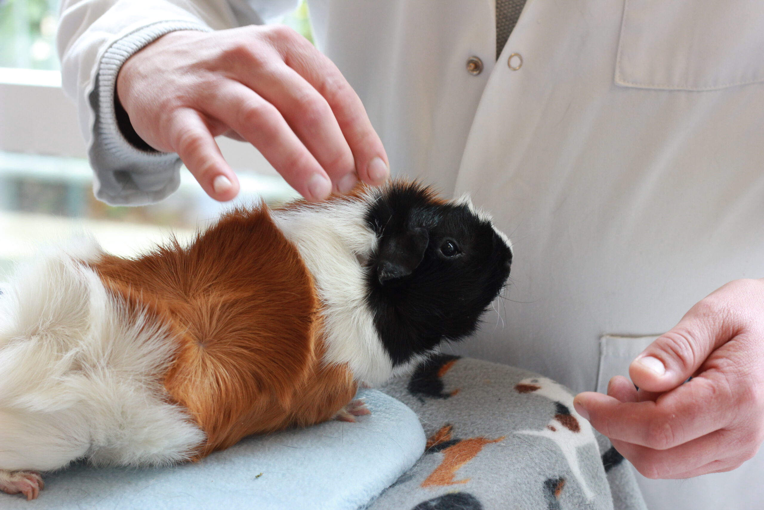 Sterilisation af hunmarsvin - Dansk Marsvineklub