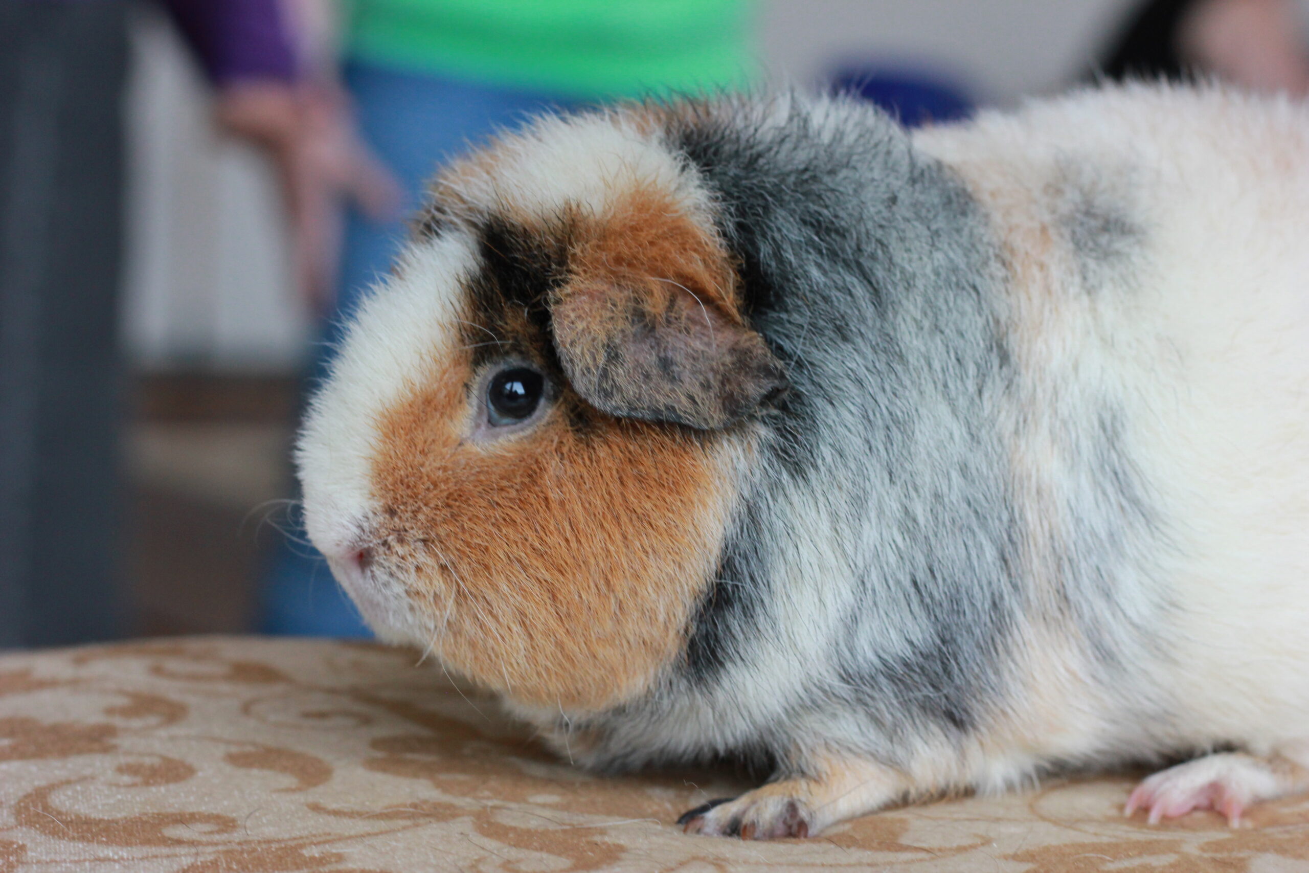 Marsvinhuse - Dansk Marsvineklub